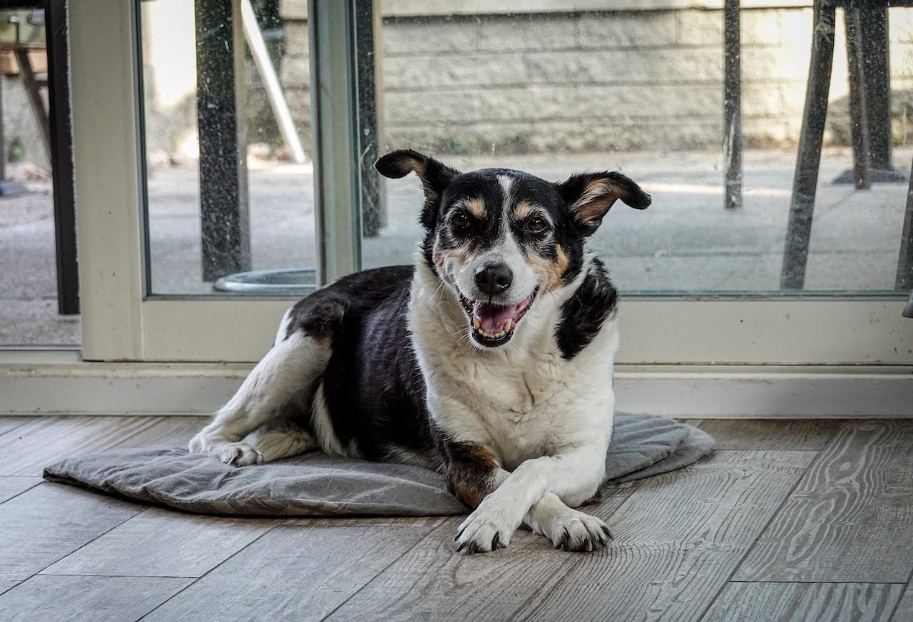 Dog Behavioural Changes Over The Holidays - DBPP